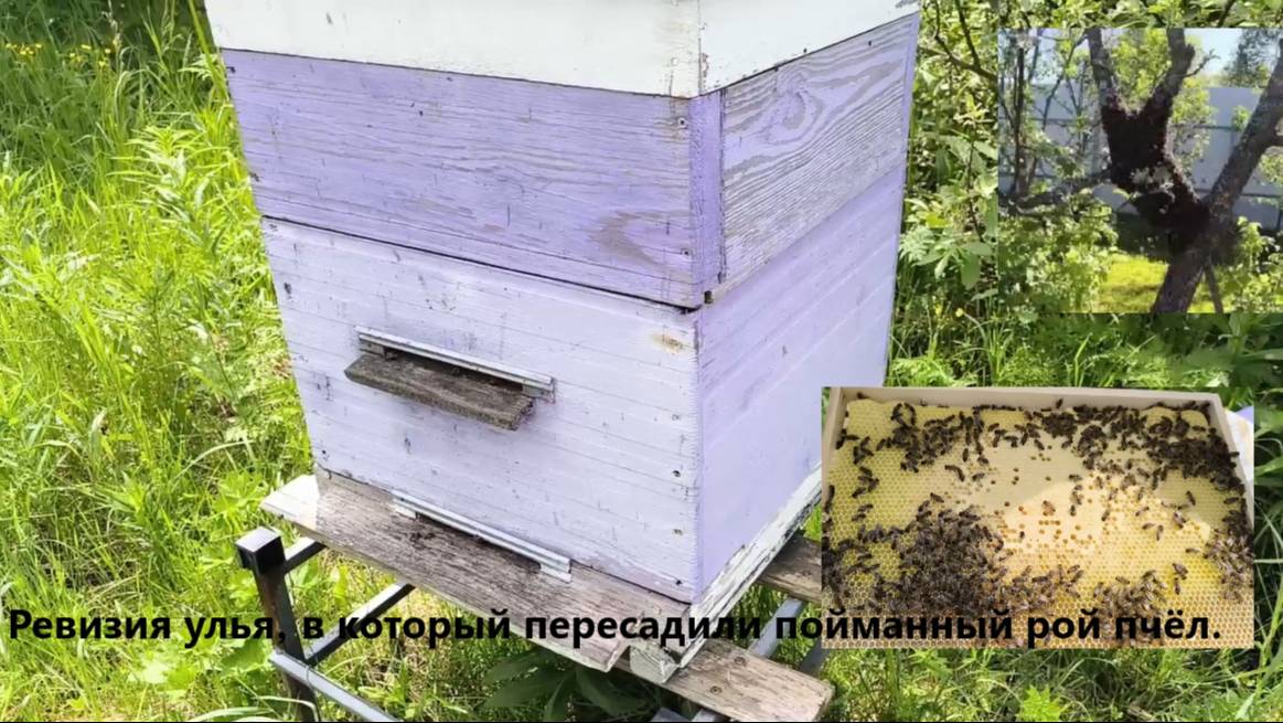 #Пчелы. Ревизия улья, в который пересадили пойманный рой пчёл. #рой_пчел #осмотр_улья
