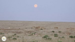 Разговоры при луне