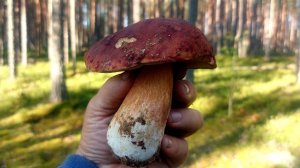 БЕЛЫЕ ГРИБЫ ПОШЛИ в Ленинградской области  WHITE MUSHROOMS GO FULLY