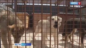 Режим «экстраординарной ситуации» из-за угрозы нападений бездомных собак смогут вводить в крае