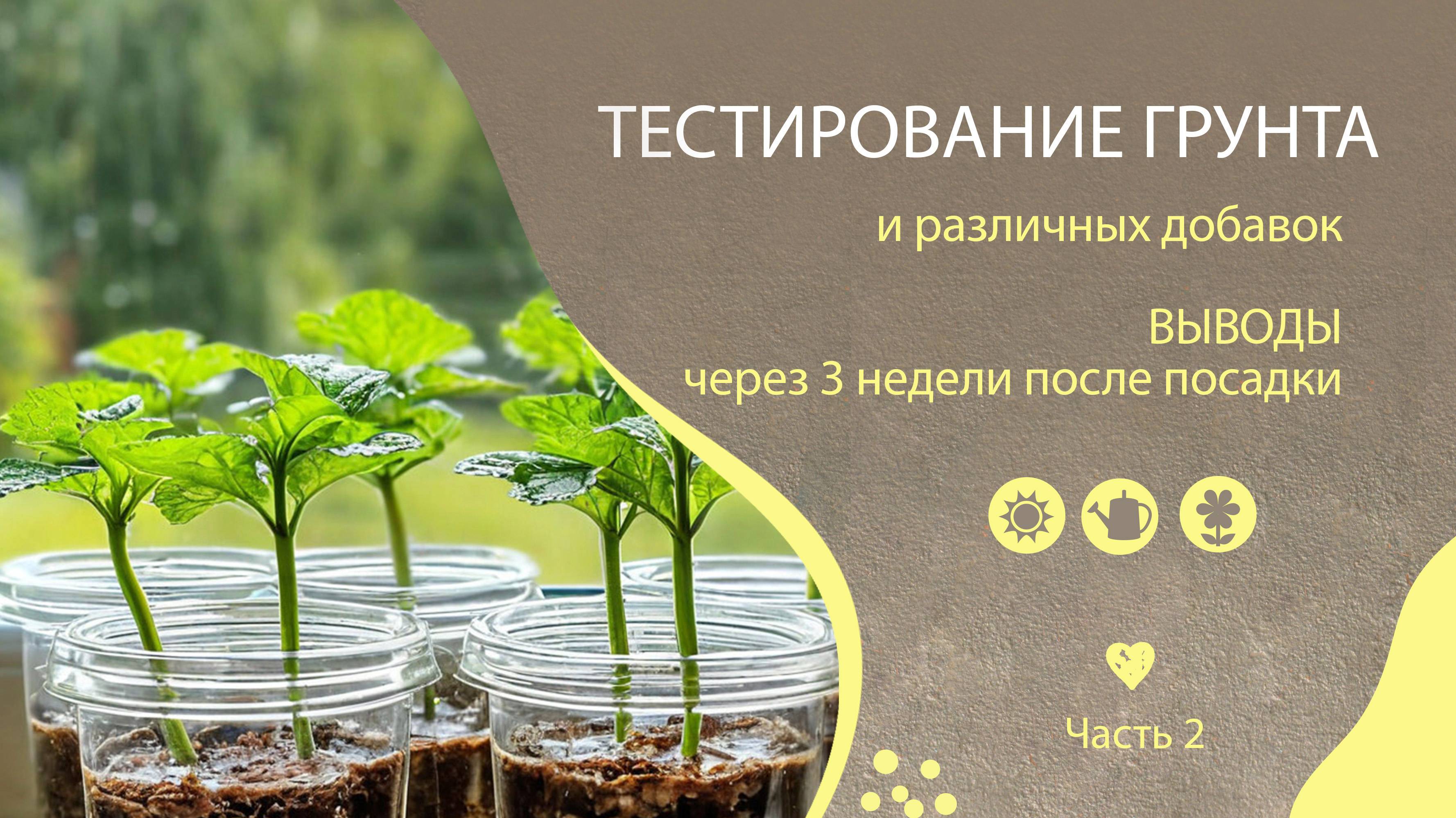 Тестирование грунта из магазина Светофор. Часть 2. Итоги