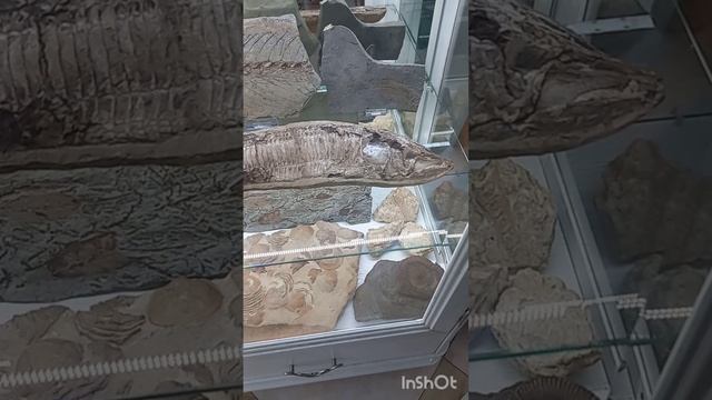 Музей минералогии и палеонтологии в Кабардинке