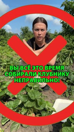 Вы всё время собирали клубнику неправильно