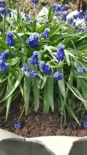 Клумбу ИЗ старых покрышек
