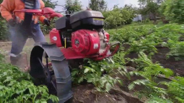 Окучивание картофеля мотоблоком САЛЮТ-100
