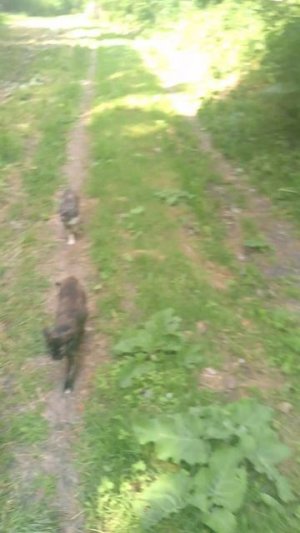 Кошачий и собачий патруль #shorts