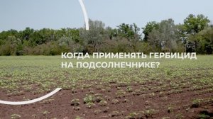Рекомендации по гербицидным обработкам: что важно учитывать и каких ошибок можно избежать