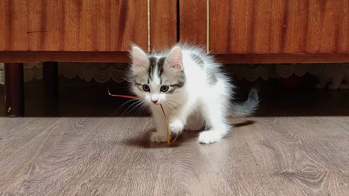 Милые котята нашли листья комнатного растения и начали играть.