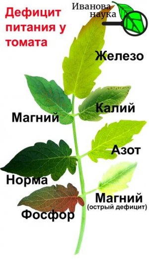 Симптомы нехватки и дефицита питания у томата. У томата листья желтеют. Чего не хватает томату.