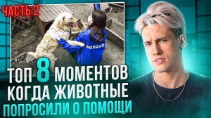 ТОП 8 МОМЕНТОВ, КОГДА ЖИВОТНЫЕ ПОПРОСИЛИ О ПОМОЩИ! ЧАСТЬ 2!
