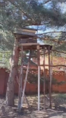 мы с другом построили дом на дереве