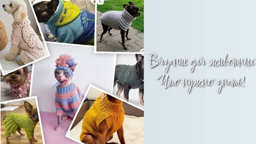 Вязание для животных / Что важно знать! / Занимательная теория