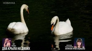 💖💥 Если у вас два крыла на двоих... А вы согласны?