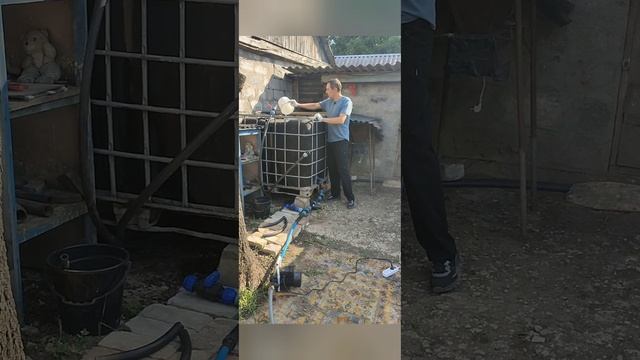Полив саженцев винограда с удобрением.