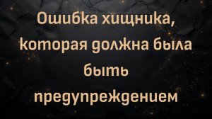 Ошибка хищника, которая должна была быть предупреждением (Дэйв Мак)