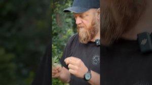 Полынь для чего полезна и лечебные свойства