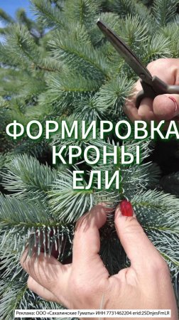 ФОРМИРОВКА/ПРИЩИПКА КРОНЫ ЕЛИ  #огород #садоводничество #дача