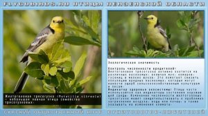 Желтоголовая Трясогузка
Motacilla citreola