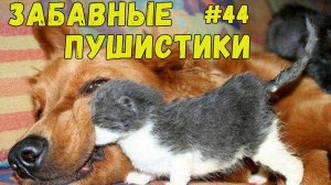 Я РЖАЛ ДО СЛЕЗ 😹 СМЕШНЫЕ КОШКИ И СОБАКИ  СМЕШНЫЕ ЖИВОТНЫЕ 2025 😹 ЛУЧШИЕ ПРИКОЛЫ #44