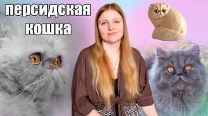 Персидская кошка. История и особенности породы