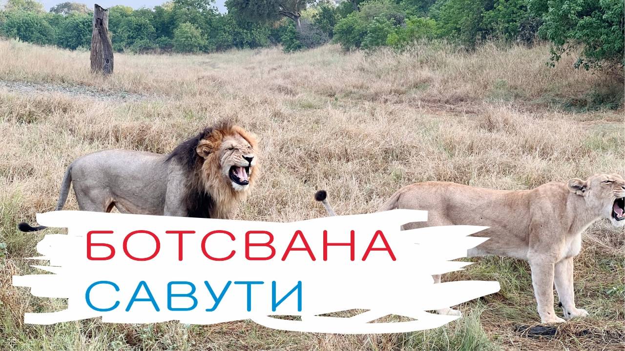 Ботсвана, часть 3, Савути. Львы на расстоянии вытянутой руки, стада зебр, слоны, жирафы