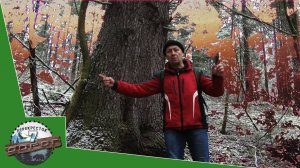 Самые Большие Деревья Пермского Края: Лесные Тайны от Странника.