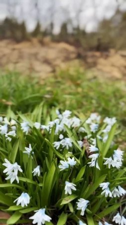 Большой Весенний Субботник в Ботаническом саду МГУ! #ботсад #сад #мгу
