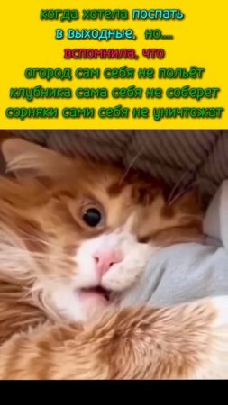 Летом вообще не до сна, согласитесь, граждане дачники, садоводы? #Гарденмарт_юмор