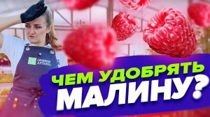 ЧЕМ ПОДКОРМИТЬ МАЛИНУ ЛЕТОМ