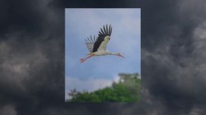 Во мгновенье ока