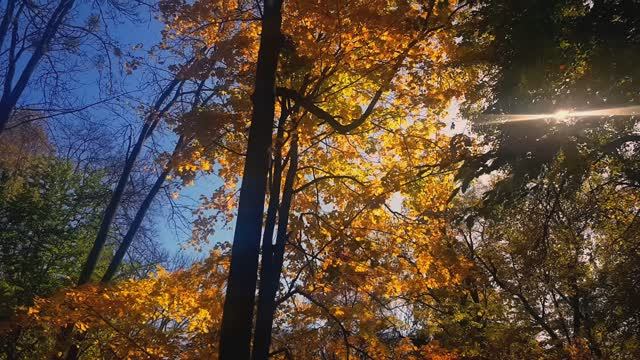 4К видео UHD  Горят костры..