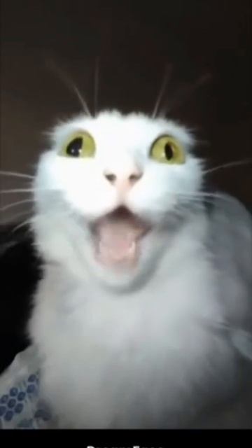коты