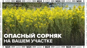 Опасные для здоровья сорняки чаще стали появляться на дачных участках - Москва 24