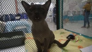 Международная выставка кошек РосКош "Spring cat show"