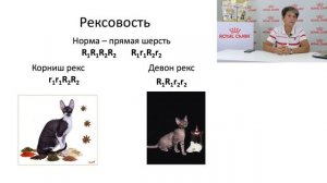 Генетика породообразующих аномалий. Персы, рексы, сфинксы и другие чудеса с кошачьей шерстью.