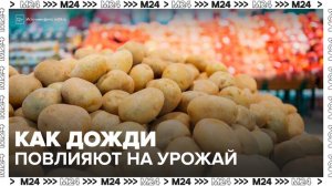Эксперты рассказали, как дожди в Московском регионе повлияют на урожай - Москва 24