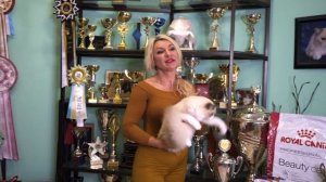 Хендлинг. Выставочное представление различных пород.