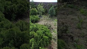 Как закрыть забор и хозяйственную постройку одной композицией?