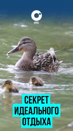 Михайловская набережная привлекает отдыхающих в жаркие дни