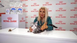 Опыт успешного заводчика. Порода американская короткошёрстная.