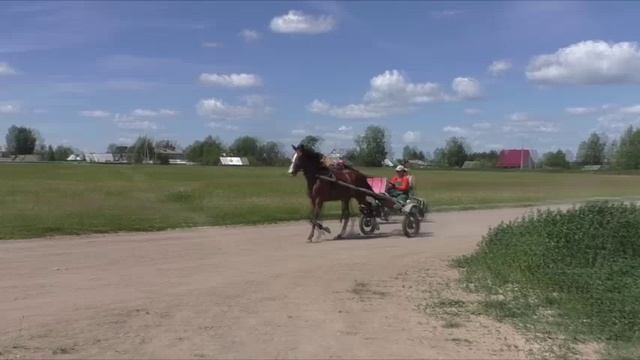 Кони. Сергей Чекалин. Horses. Sergei Chekalin.