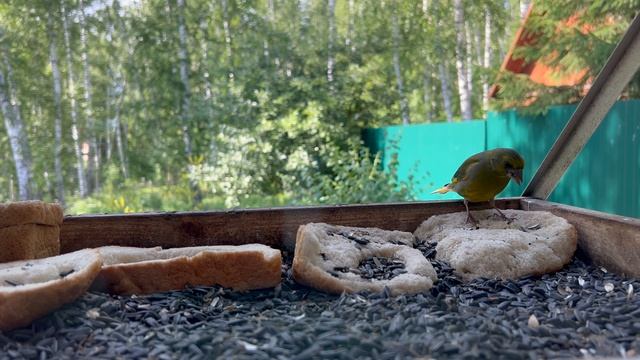 2025-06-17 Кормушка - 33 минуты релакса - 4 K