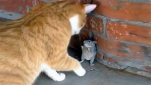 ПРИКОЛЫ С ЖИВОТНЫМИ ДО СЛЕЗ #73 Смешные КОТЫ И СОБАКИ  Приколы