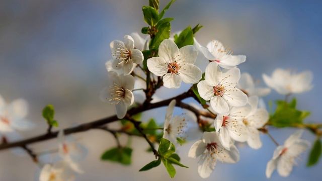 Blues (I sought him, but I found him not.) Classic Blues