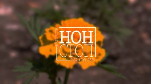 Выпуск НОН-СТОП от 19.06.2025