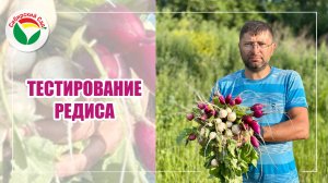 Тестирование редиса