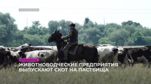 Животноводческие предприятия выпускают скот на пастбища