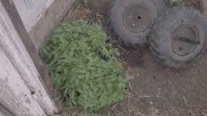 Посадка семян и рассады помидор в моём доме  10 05 2025
