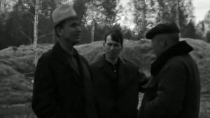 1968 год. Тюменская область. Стадо коров на летнем выпасе