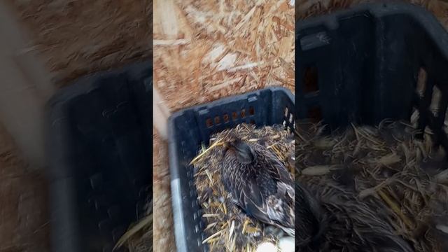 Дикая наседка